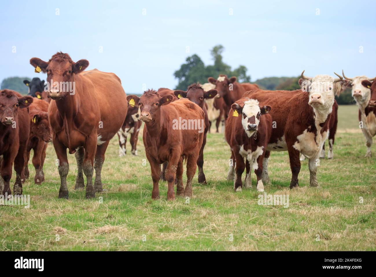 21st September 2022 Beef Shorthorn and Hereford cows and calves Stock ...