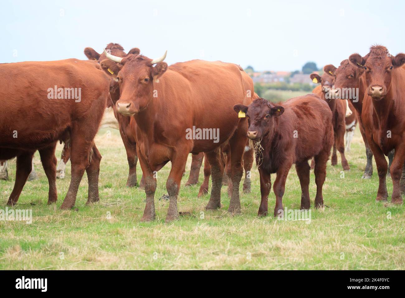 21st September 2022 Beef Shorthorn and Hereford cows and calves Stock ...