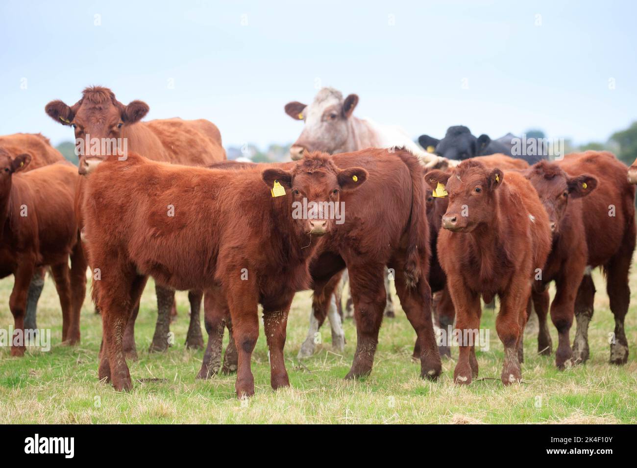 21st September 2022 Beef Shorthorn and Hereford cows and calves Stock ...