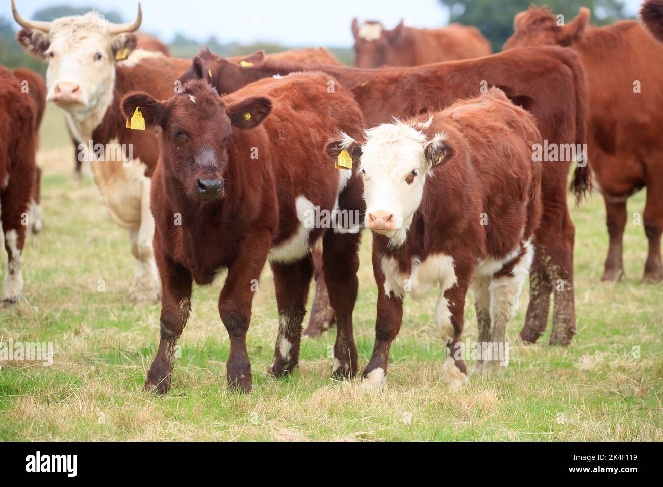 21st September 2022 Beef Shorthorn and Hereford cows and calves Stock ...