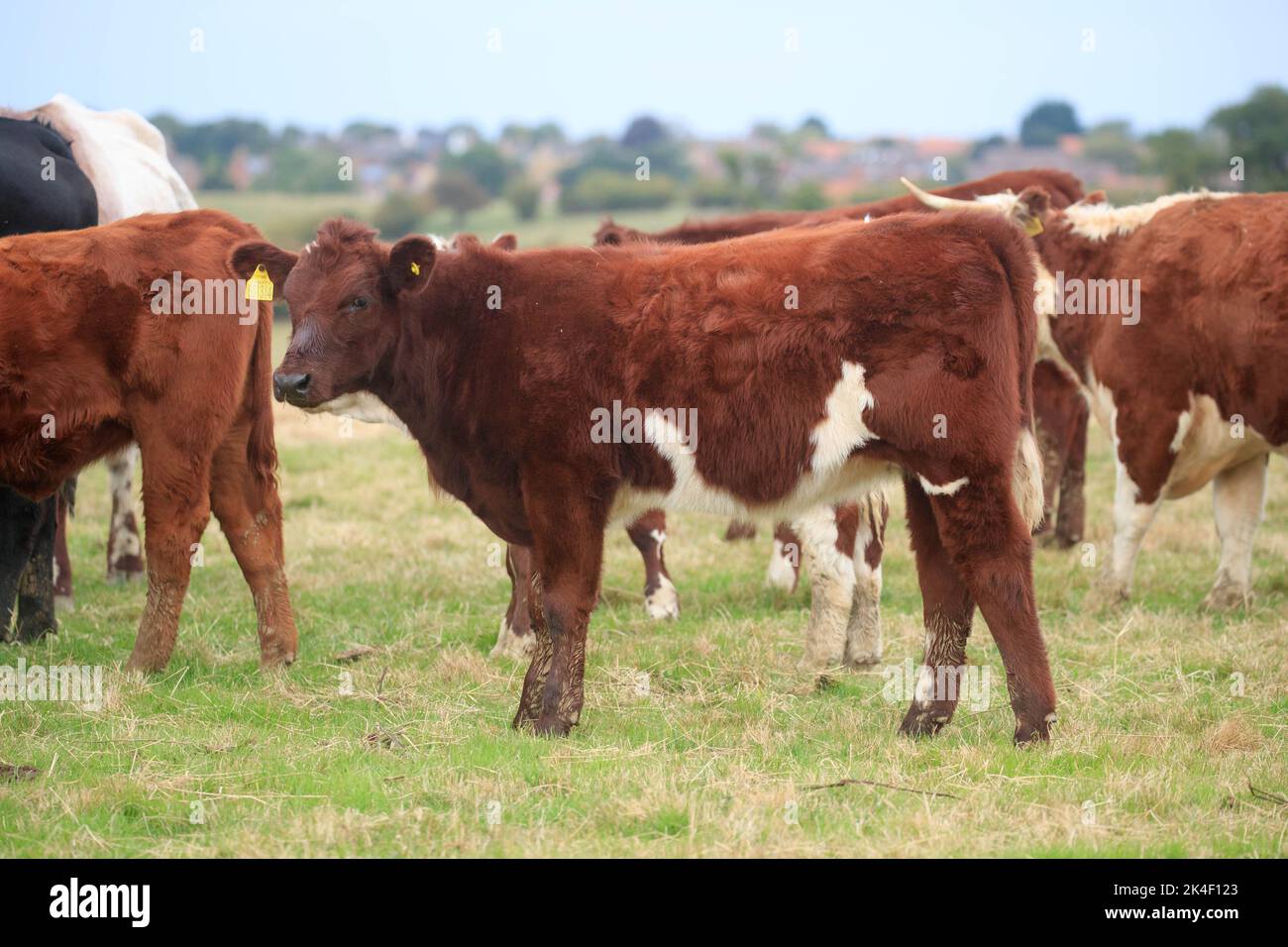 21st September 2022 Beef Shorthorn and Hereford cows and calves Stock ...