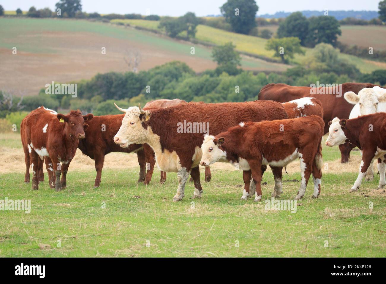 21st September 2022 Beef Shorthorn and Hereford cows and calves Stock ...