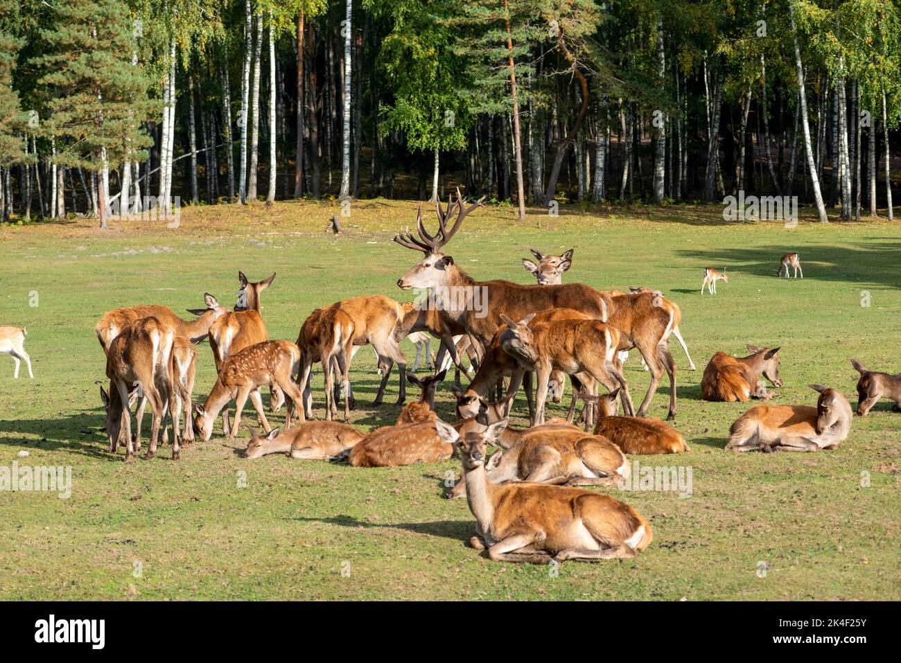 Herd deer standing on grassland hi-res stock photography and images - Alamy