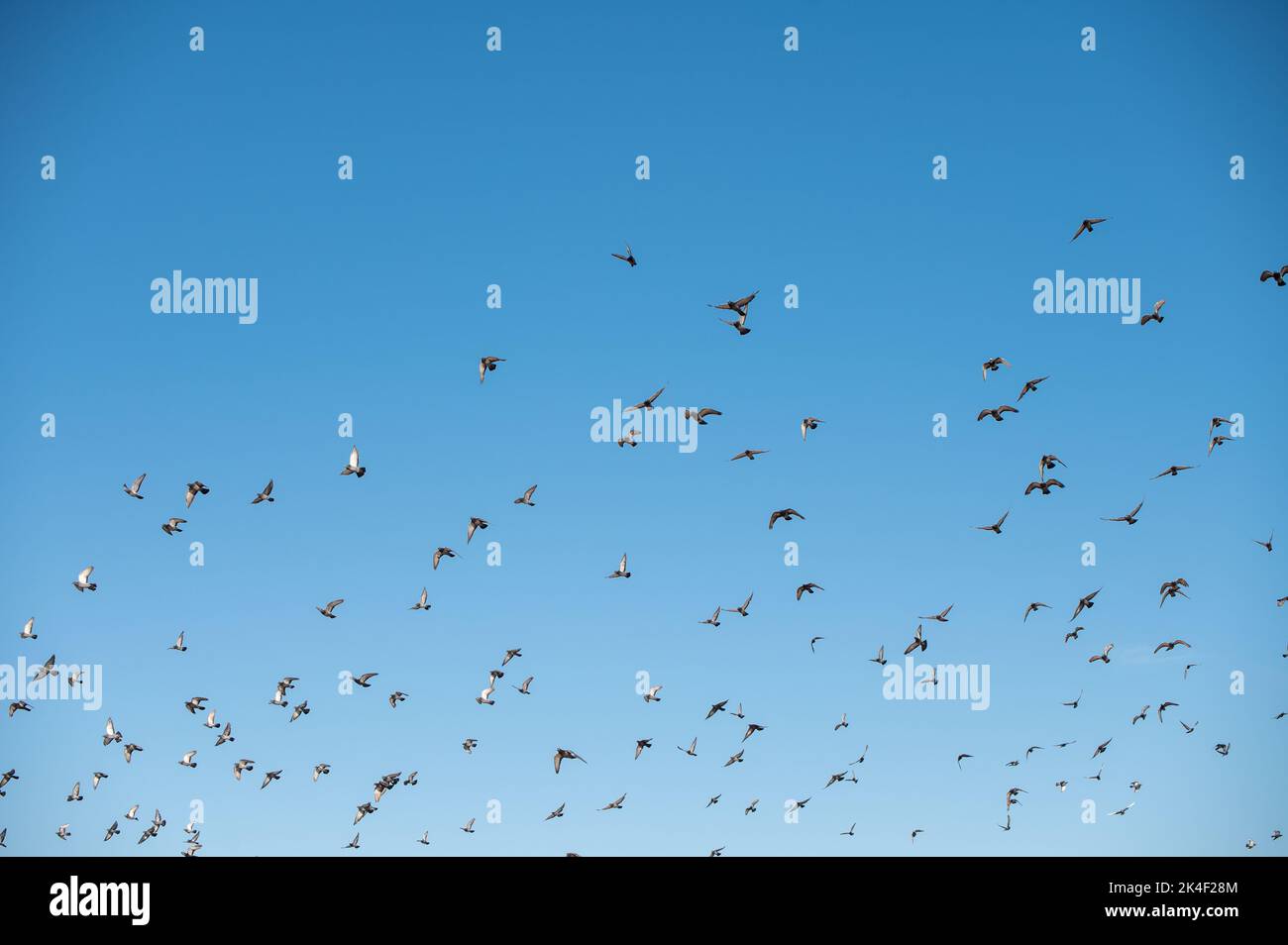 Group of pigeons seen flying in sky Stock Photo - Alamy