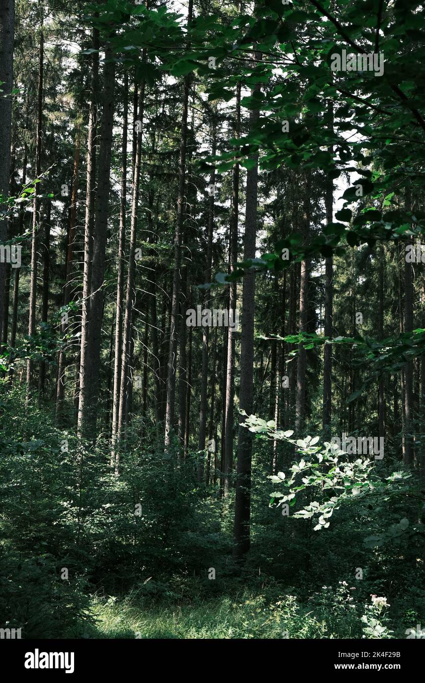 Tall thin trees hi-res stock photography and images - Alamy