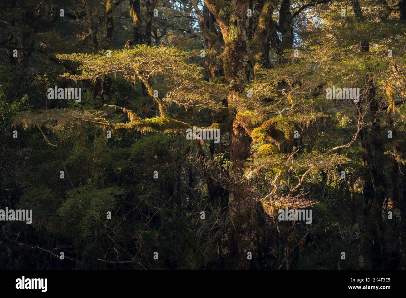 Afternoon light illuminating a mossy beech tree in the temperate ...