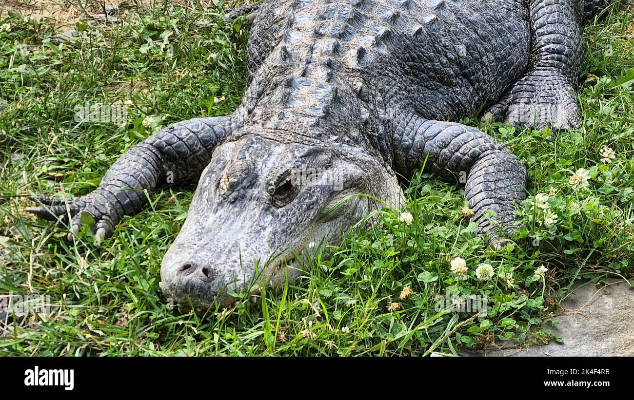 A closeup shot of an alligator crawling on a green field in Park Granby ...