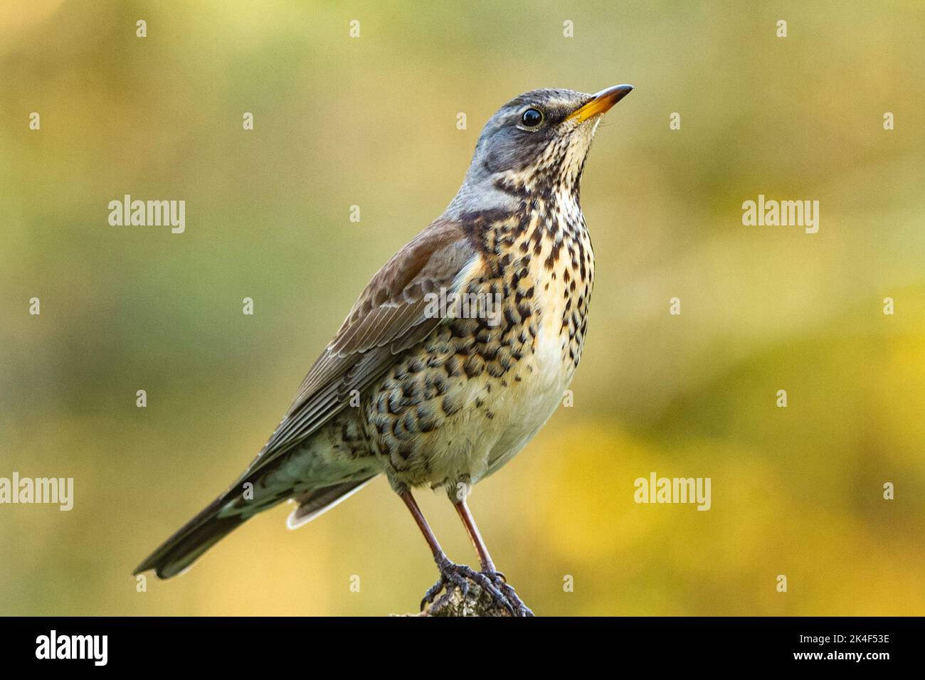 Bird photographed up close with beautiful backlight. Thrush Stock Photo ...