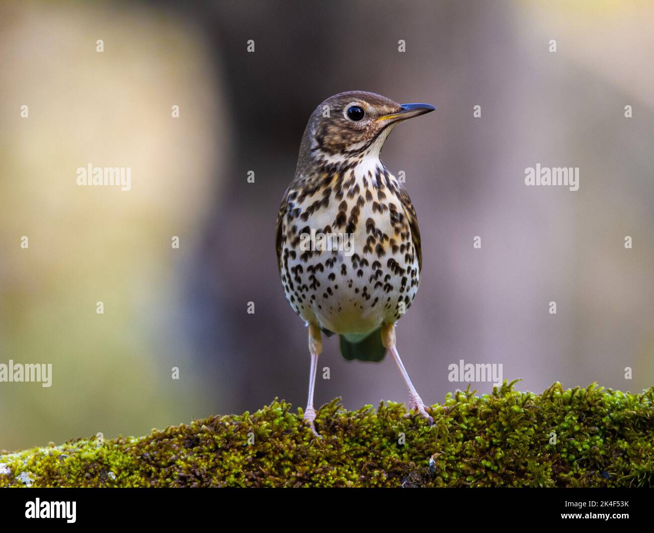 Bird photographed up close with beautiful backlight. Thrush Stock Photo ...