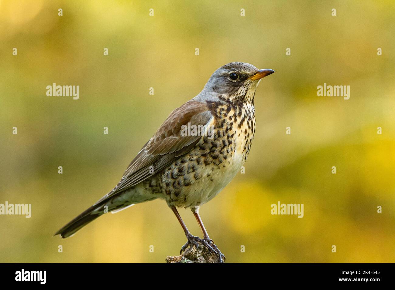 Bird photographed up close with beautiful backlight. Thrush Stock Photo ...