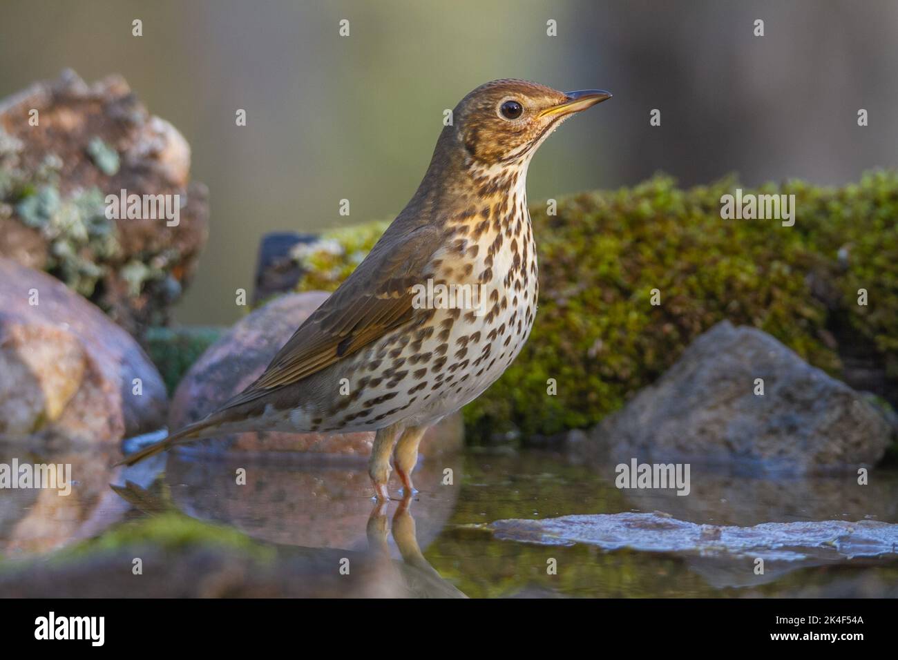 Bird photographed up close with beautiful backlight. Thrush Stock Photo ...