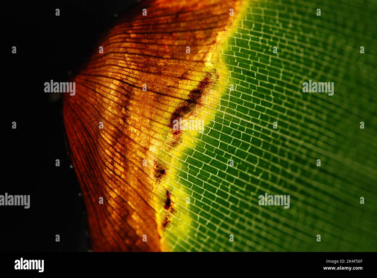 Decomposing leaf hi-res stock photography and images - Alamy