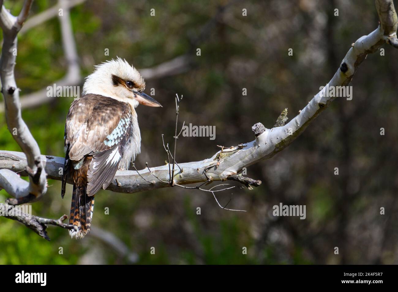 Feathered symbols hi-res stock photography and images - Alamy
