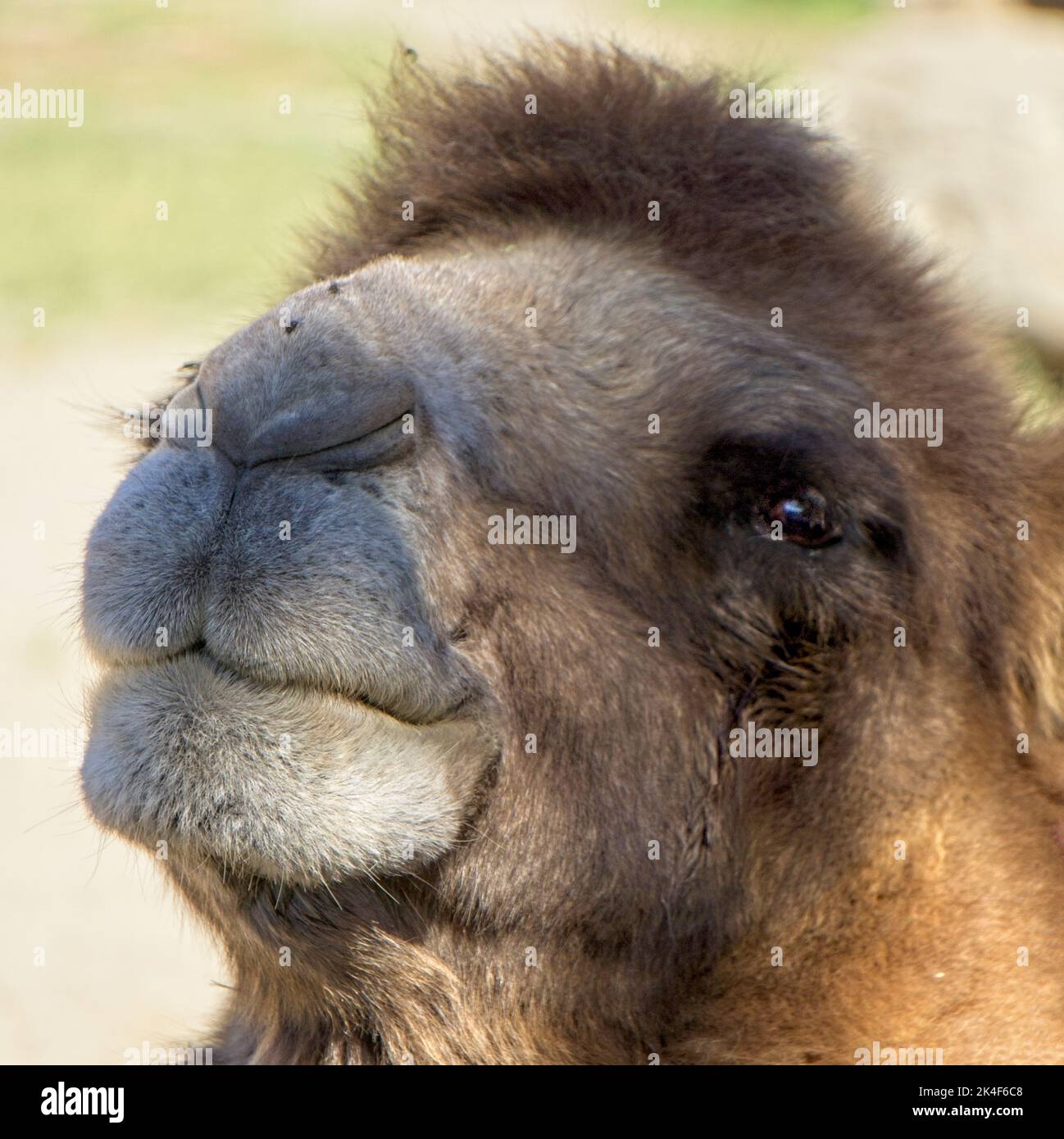 Funny Man Riding Camel