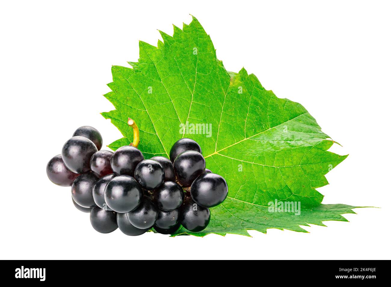 Bunch of ripe seedless black grapes with green leaf isolated on white background with clipping ...