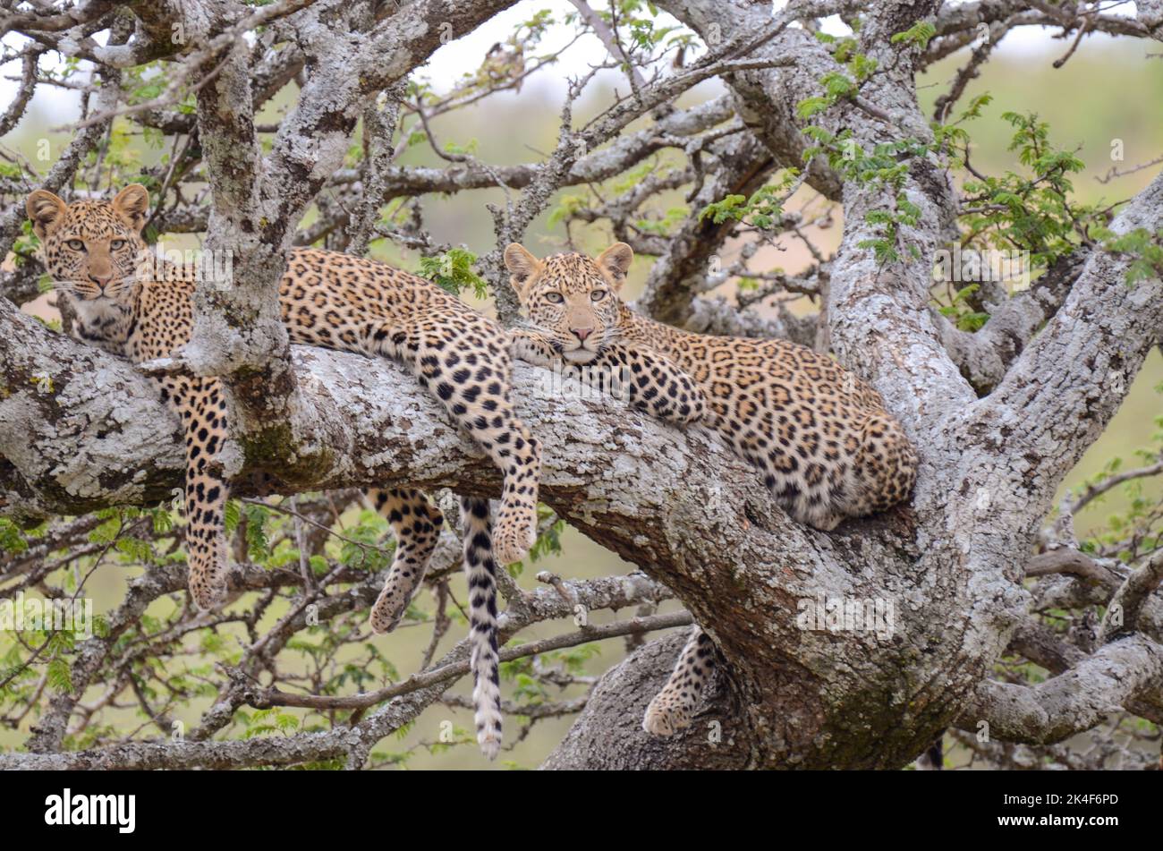 The two African leopards resting on the tree Stock Photo - Alamy