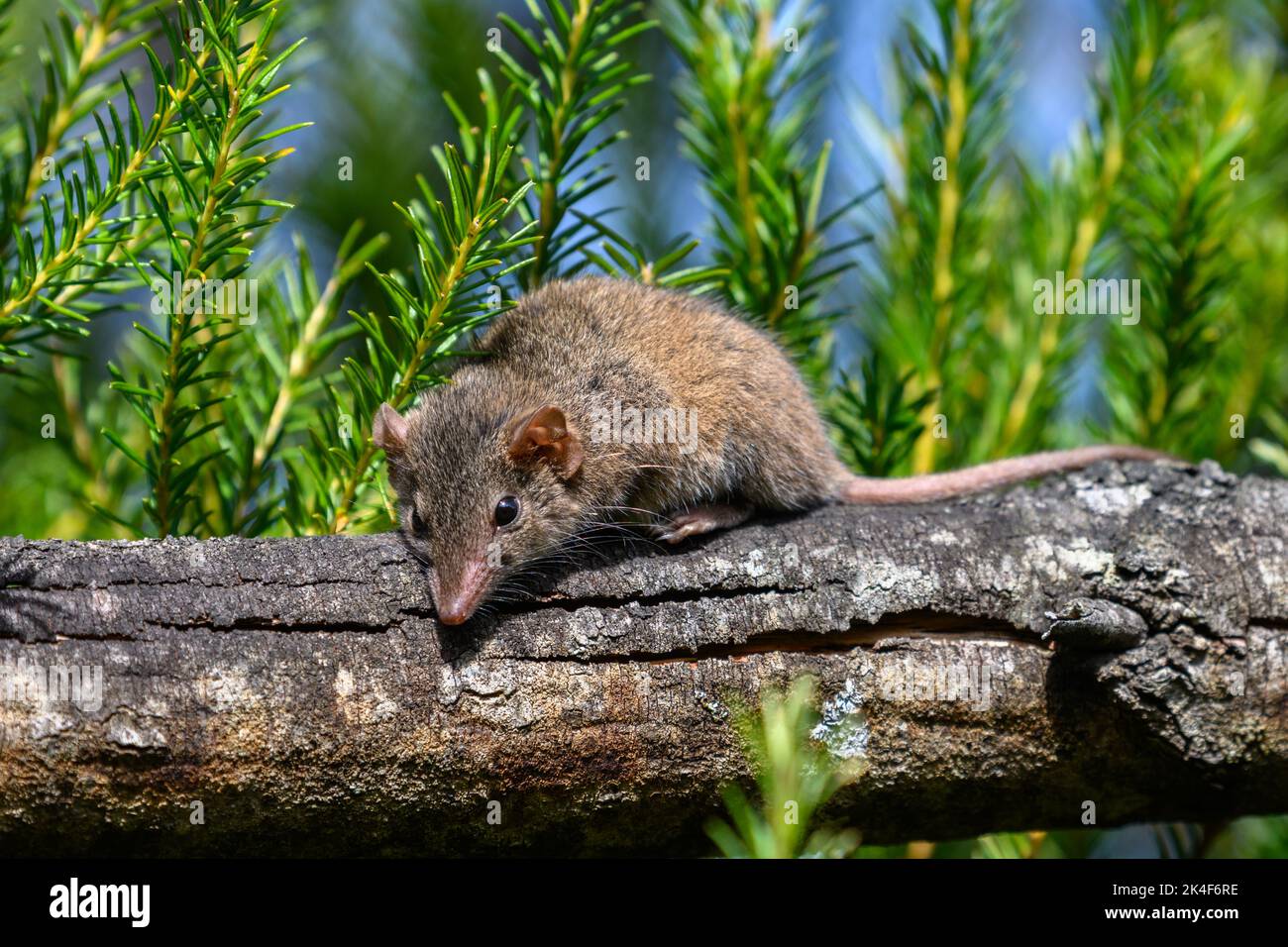 Small wild mouse on a tree branch Stock Photo - Alamy