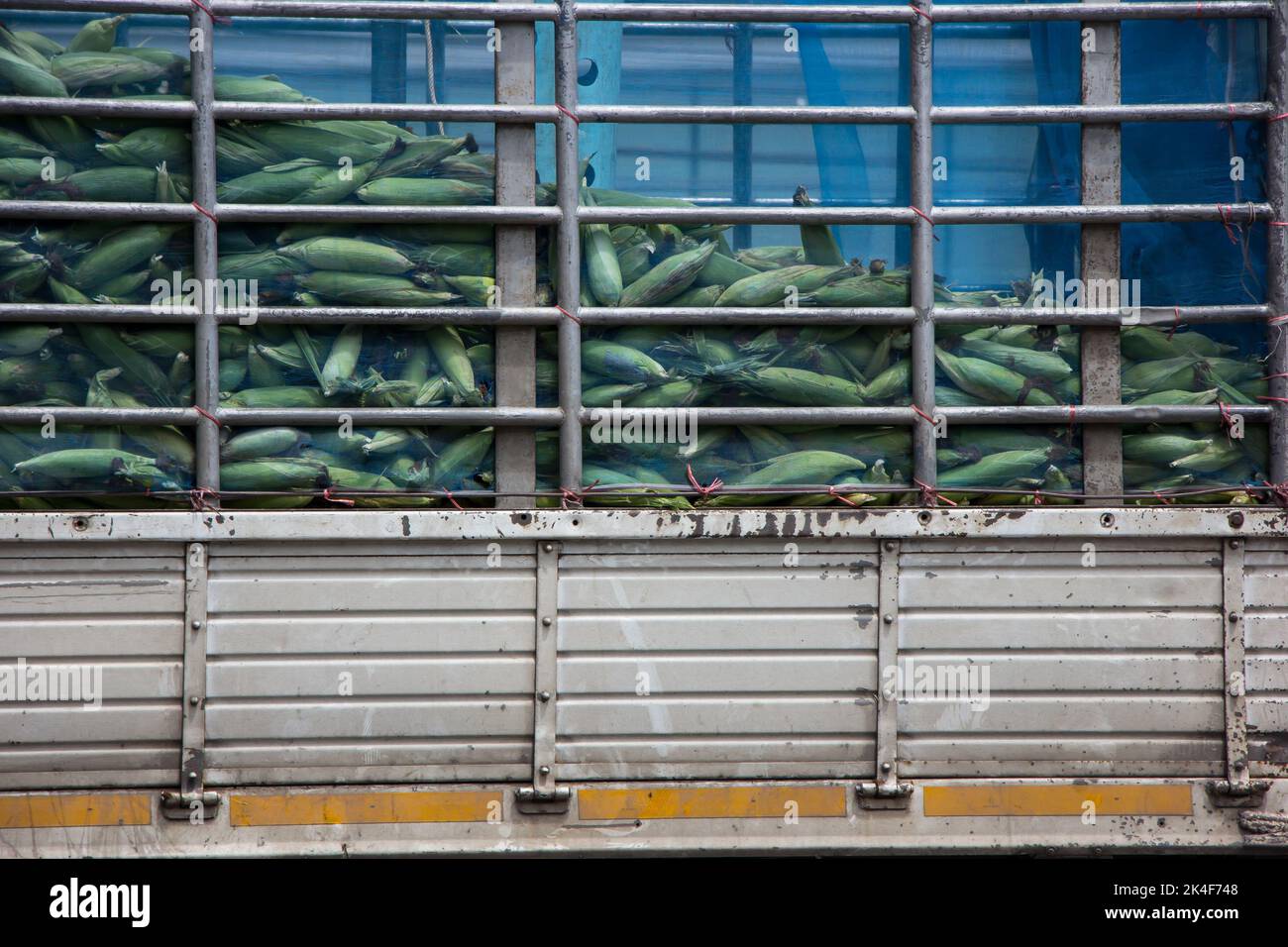 Raw Corn on the Pick up truck Stock Photo - Alamy