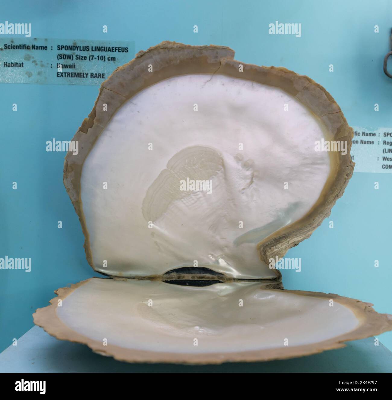 An open pearl shell at Mallapuram India Seashell Museum, Chennai Stock ...