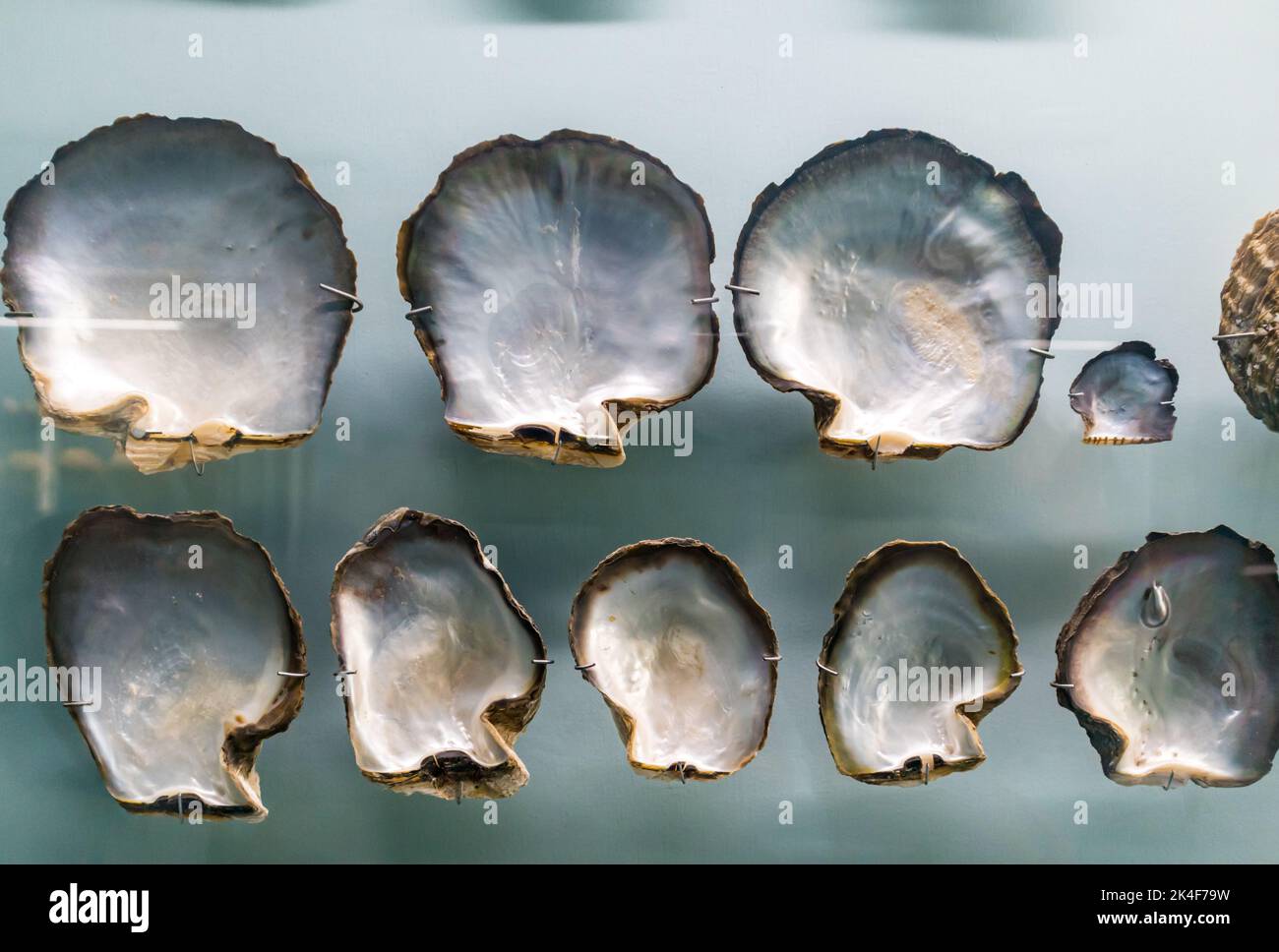 Some pearl shells at Mallapuram India Seashell Museum, Chennai Stock ...