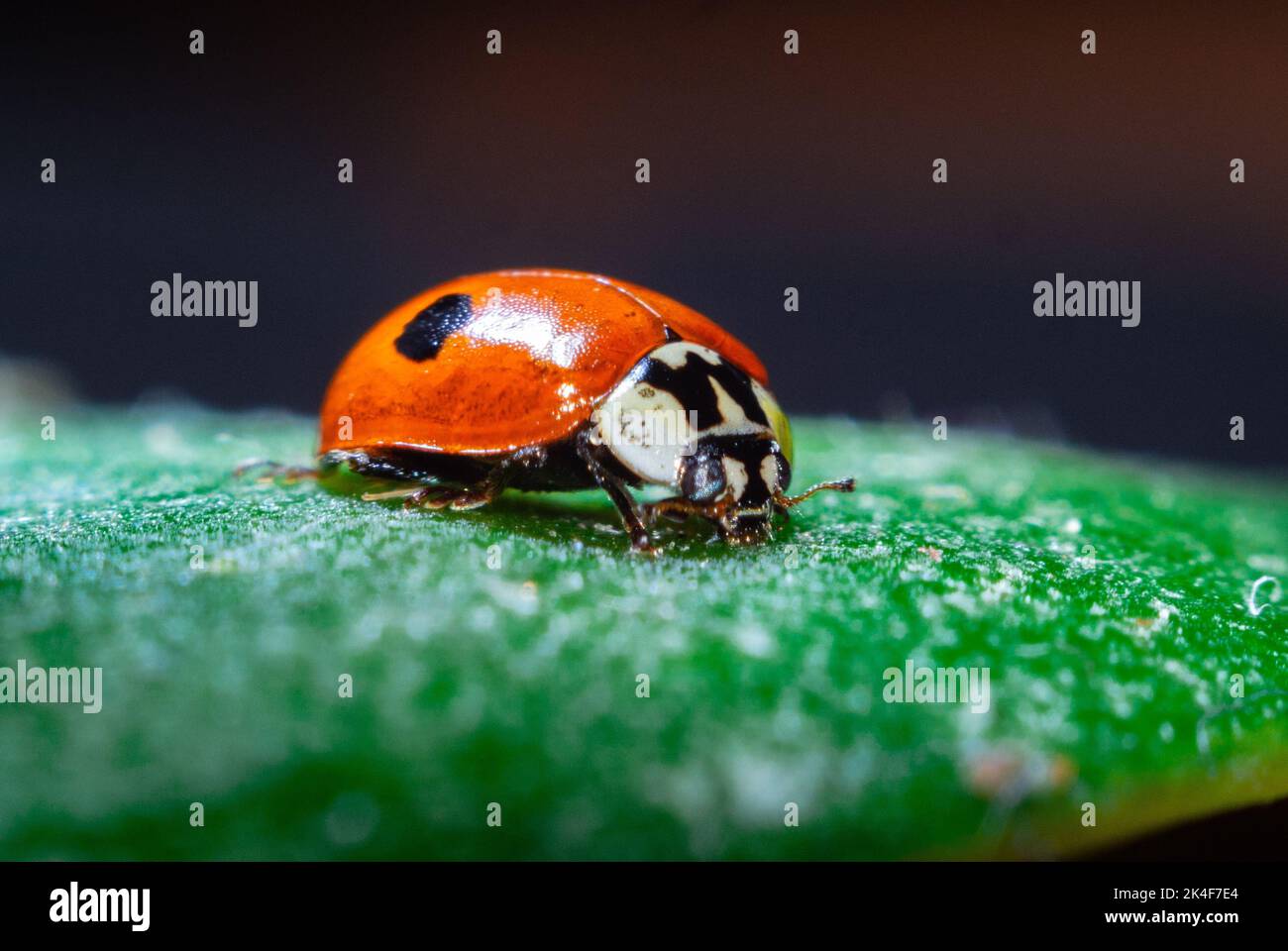 Ladybug beetle (coccinellidae), ladybug macro shot Stock Photo - Alamy