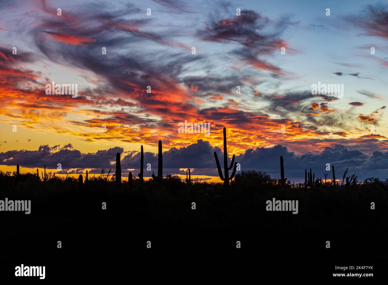 Brilliantly colored sunset in Arizona's Sonoran desert. Silhouetted ...