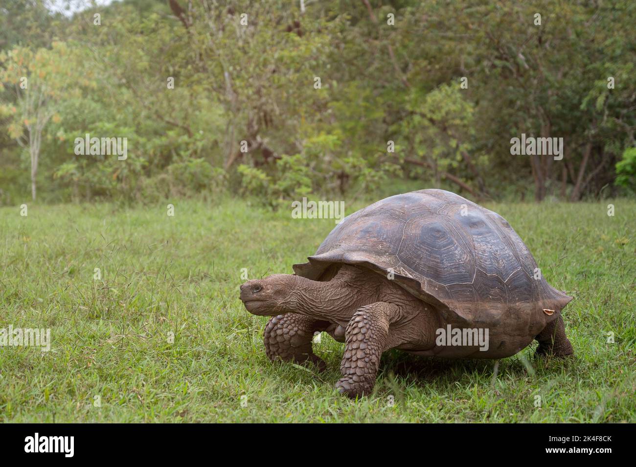 A giant turtle walking slowly on the grass in a park surrounded by ...