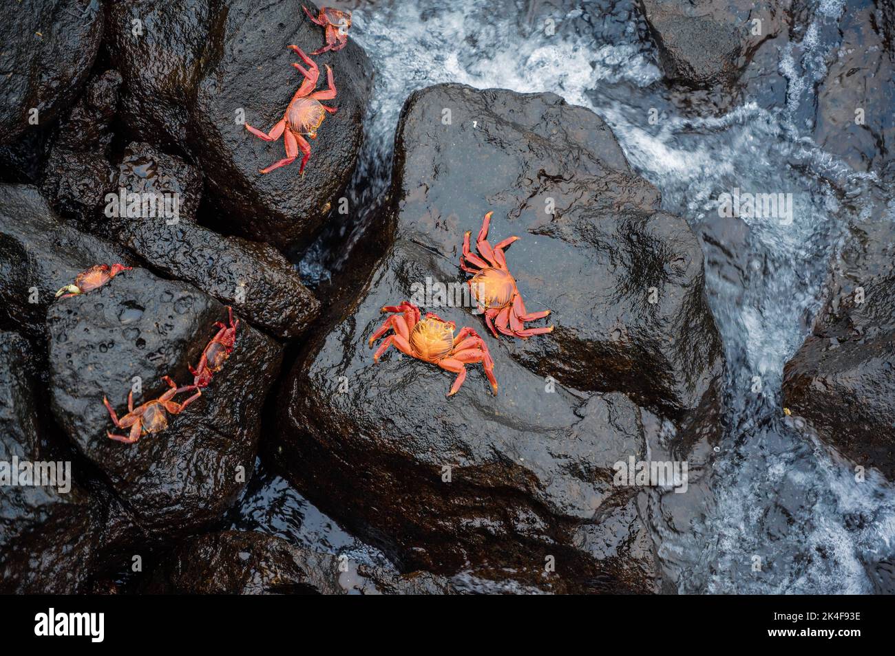 A top view of small orange crabs on the rocks on the coast in daylight ...