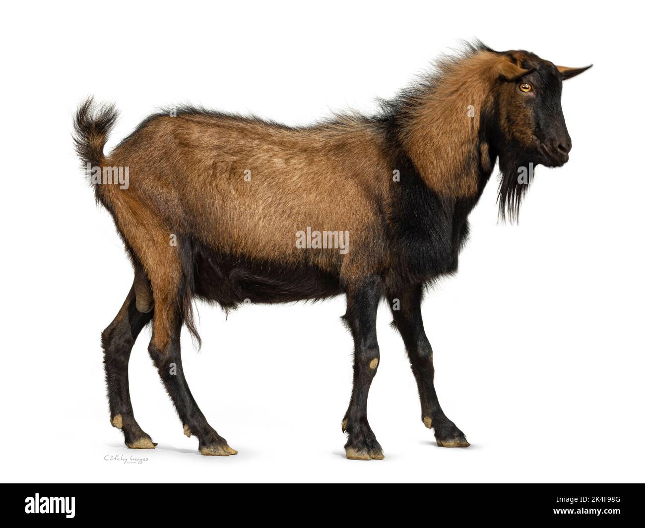 Adukt male brown agouti goat, standing side ways showing goaty. Looking ...