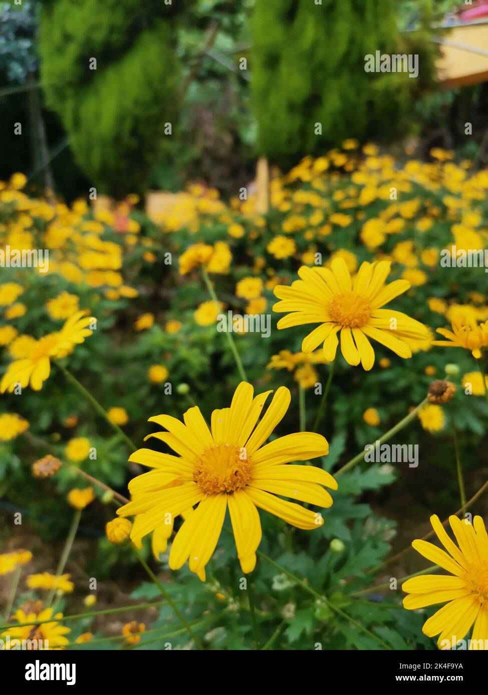 African bush daisy euryops hi-res stock photography and images - Alamy