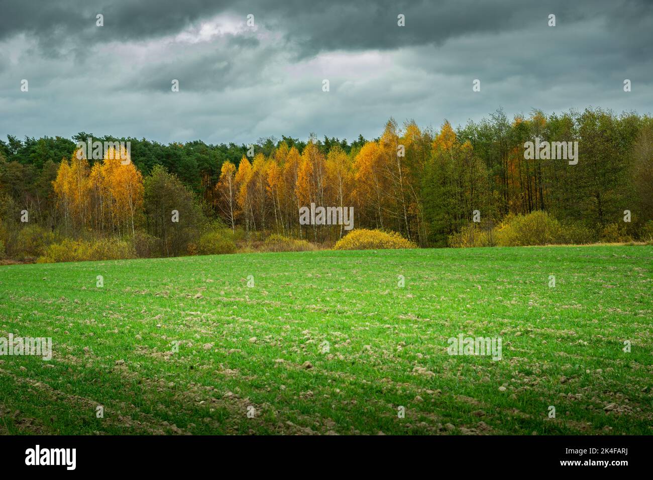 Cloudy sky over the autumn forest and a winter field, October rural ...