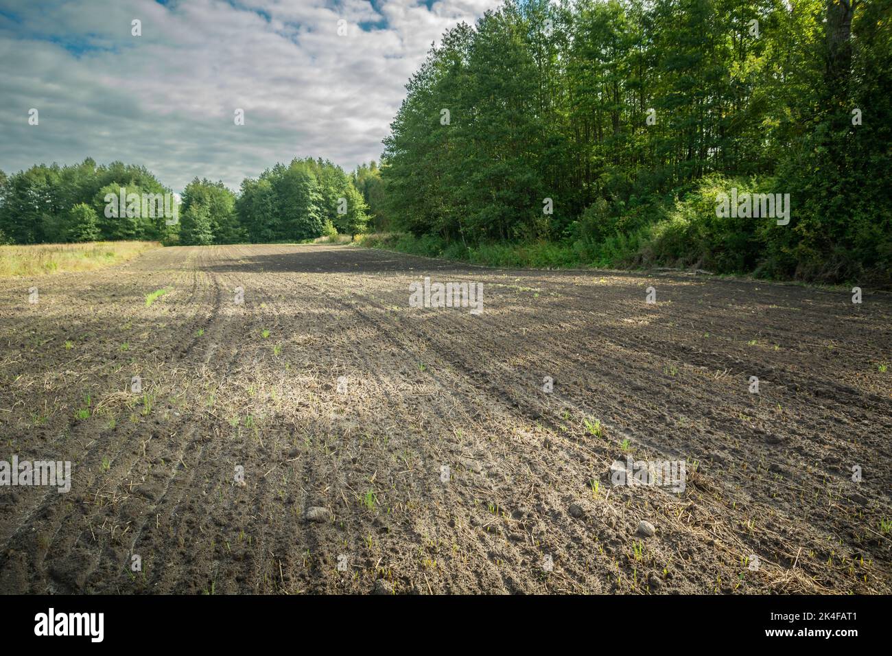 A plowed and sown field next to a green forest, September rural day ...