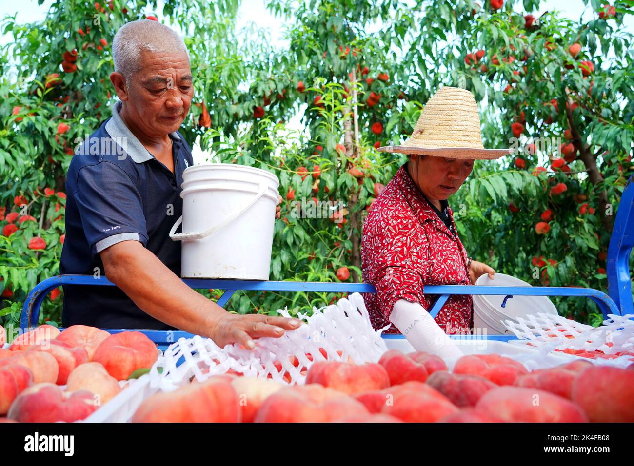 Beijing, China. 9th Aug, 2022. Farmers harvest peaches at an orchard in ...