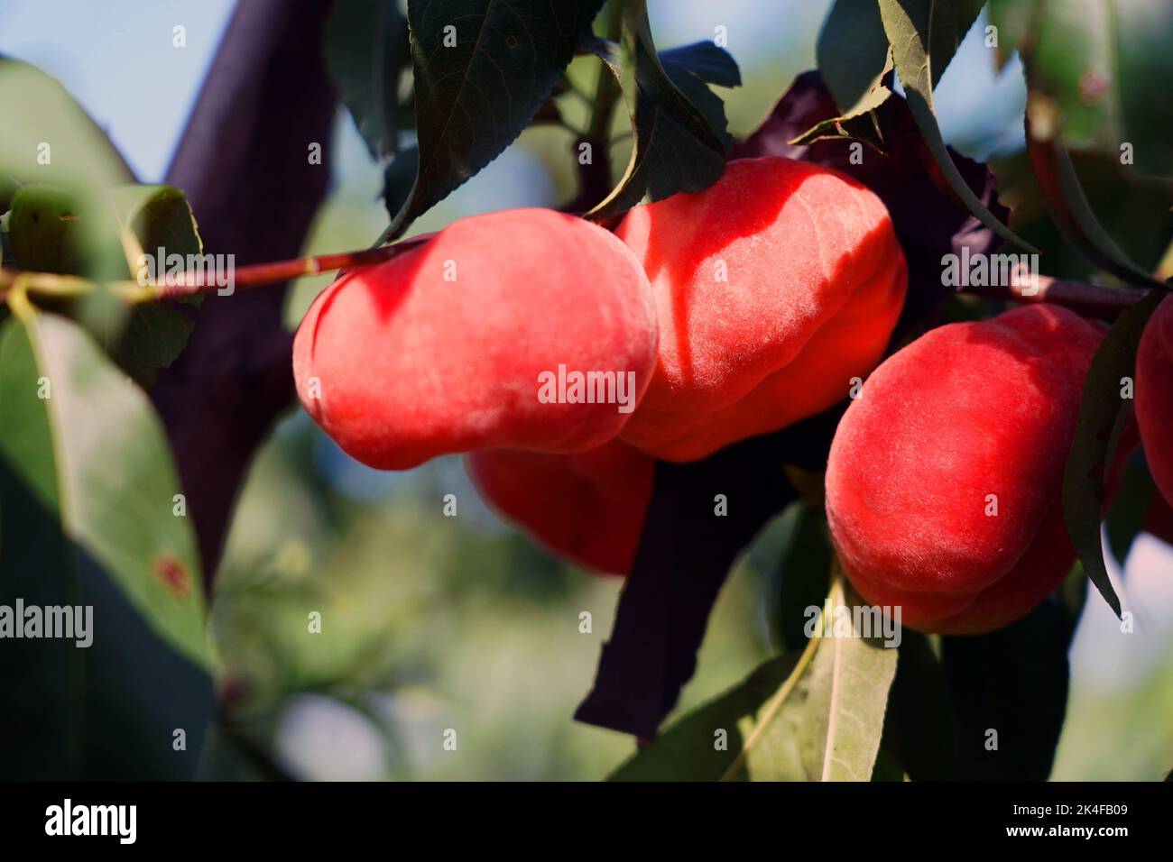 Beijing, China. 9th Aug, 2022. Photo taken on Aug. 9, 2022 shows ...