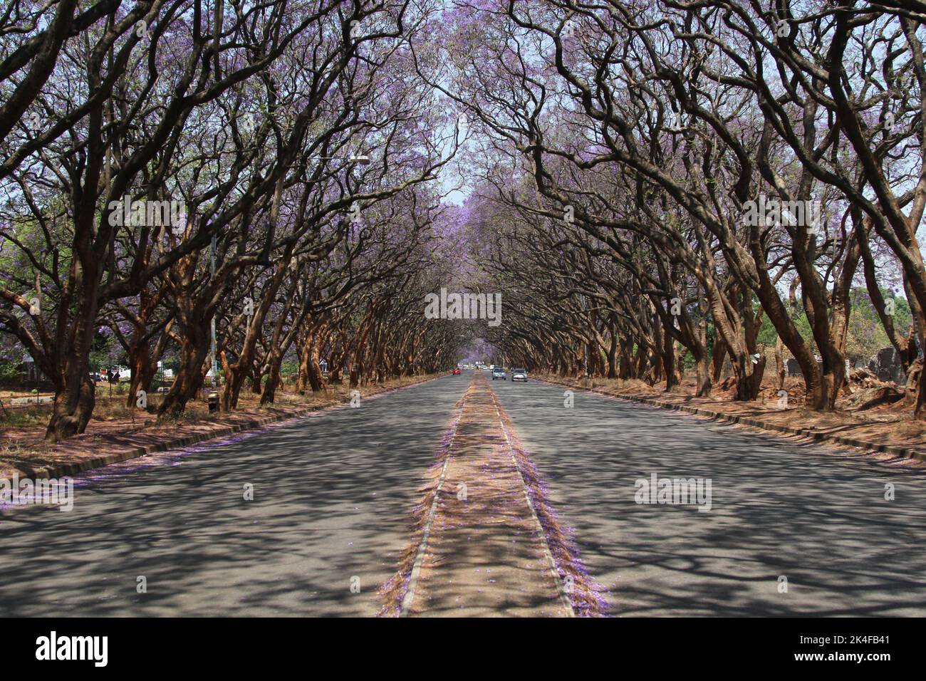 Harare, Zimbabwe. 2nd Oct, 2022. Blossoming jacaranda trees are seen ...