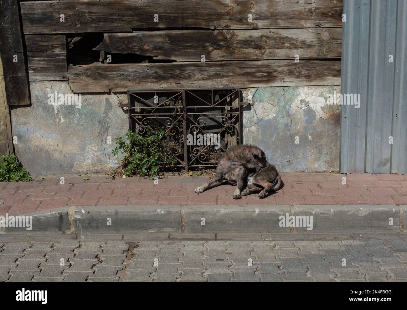 Homeless stray dog in view as domestic animal concept Stock Photo - Alamy