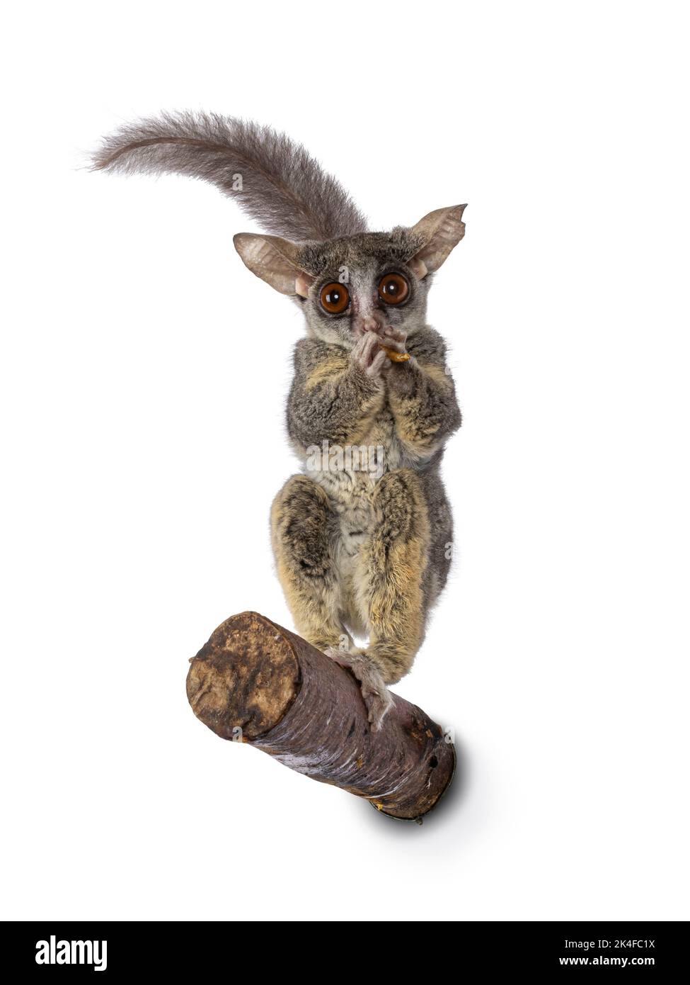 Nagapies Cut Out Stock Images & Pictures - Alamy