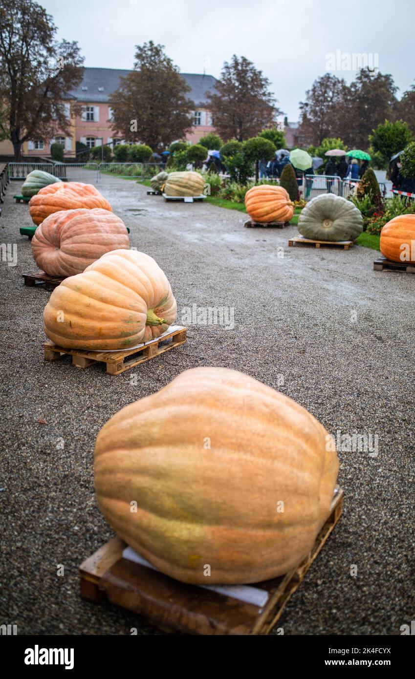 Ludwigsburg, Germany. 02nd Oct, 2022. Giant pumpkins lie lined up next ...