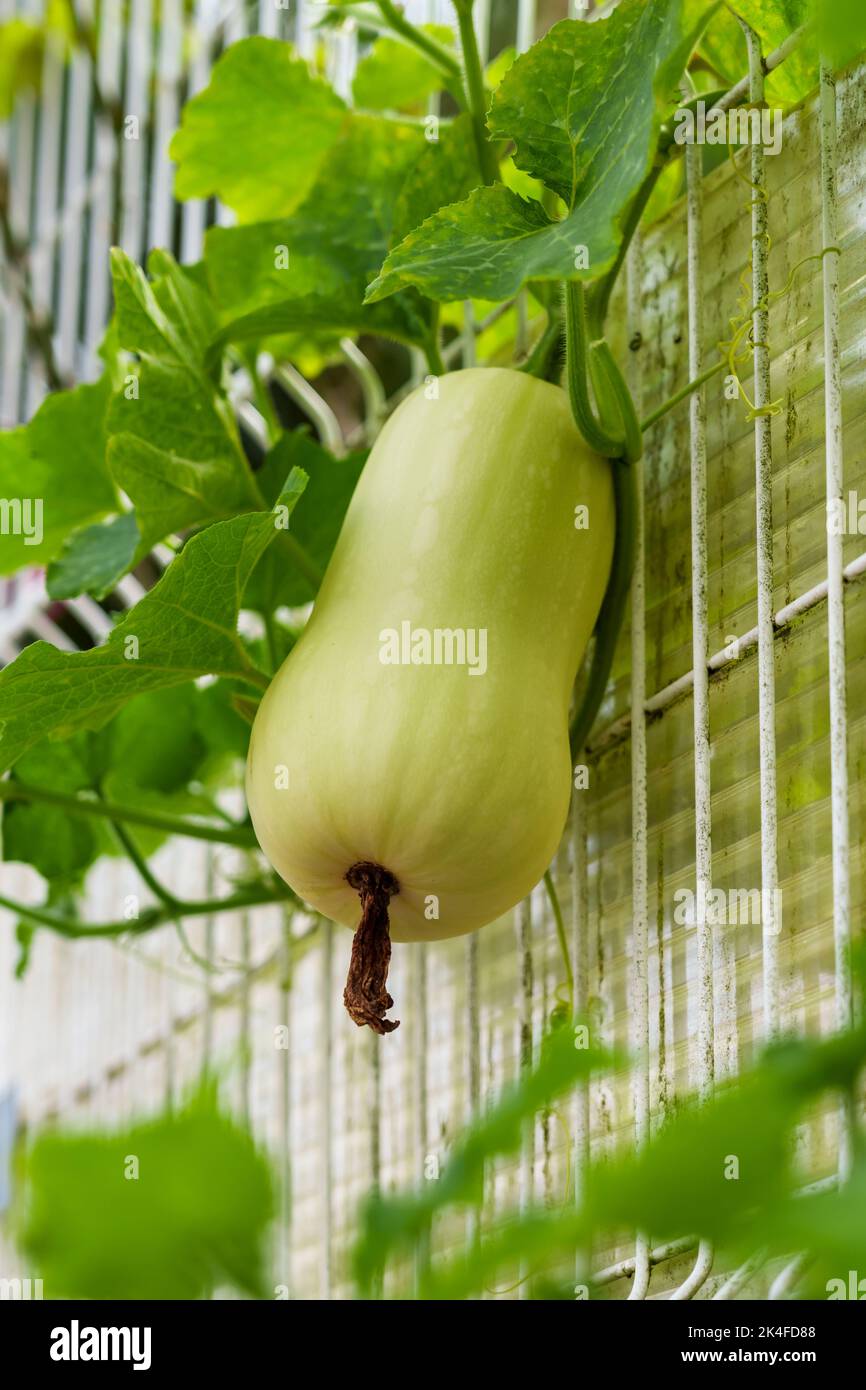 Ripening butternut squash in a farm garden close-up. Cucurbita moschata ...