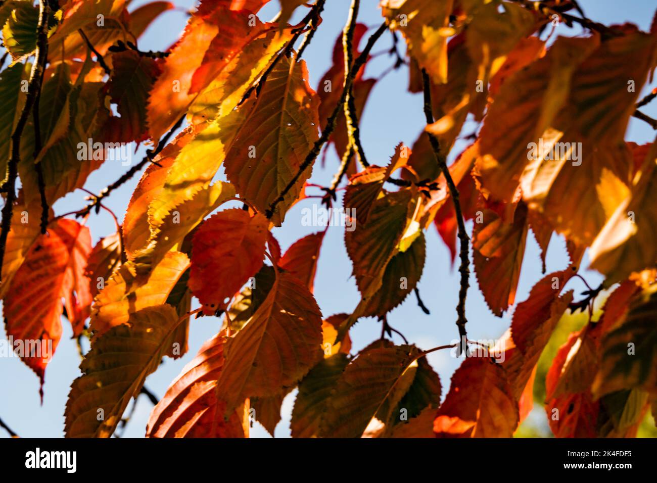 Autumn Leaves in the Sunshine Stock Photo - Alamy