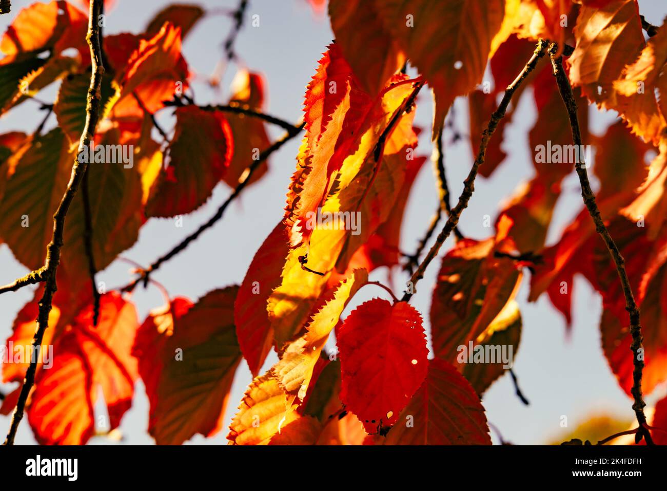 Autumn Leaves in the Sunshine Stock Photo - Alamy
