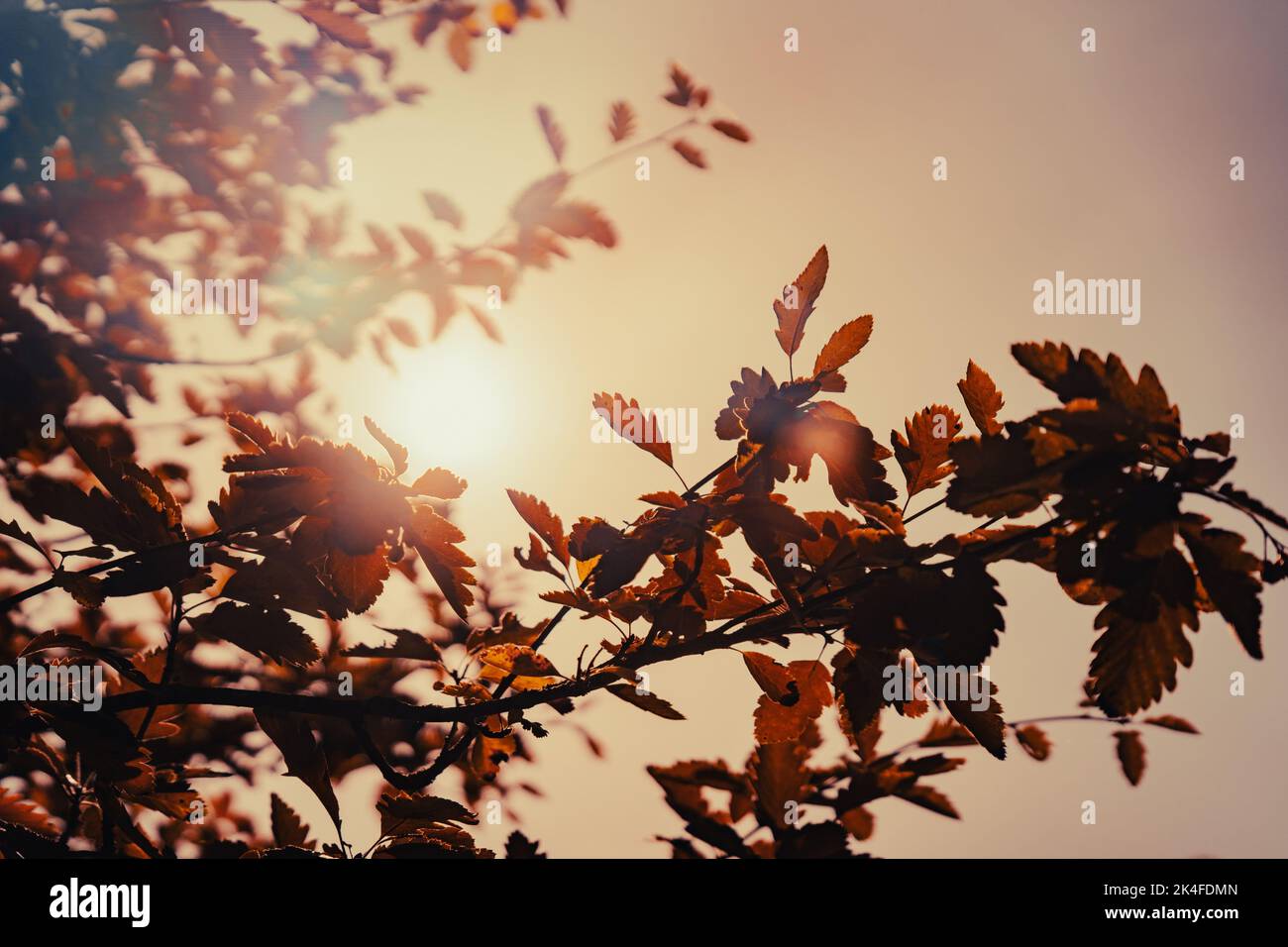 Gold golden october dawn sunrise hi-res stock photography and images ...