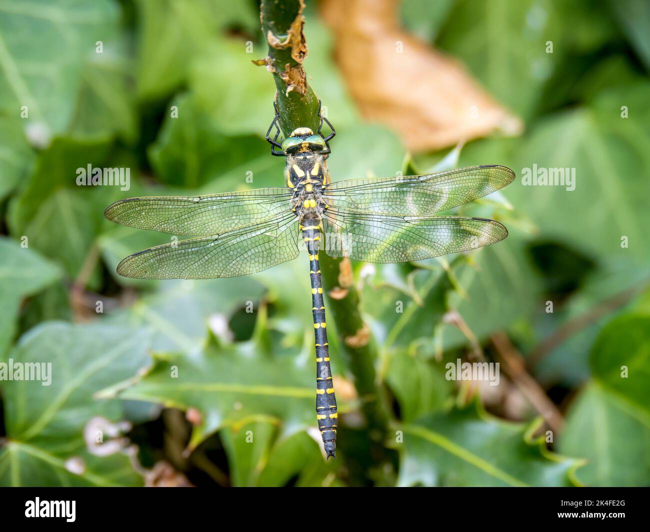 Golden-ringed dragonfly aka Cordulegaster boltonii Stock Photo - Alamy