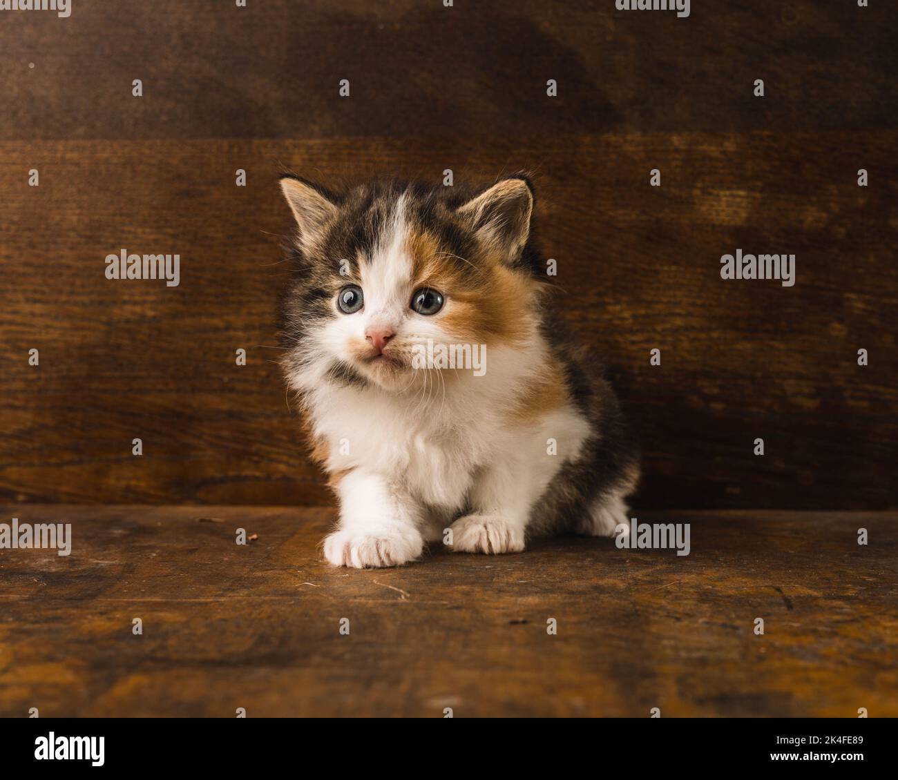 A portrait of a long-hair calico kitten sitting on the floor isolated ...