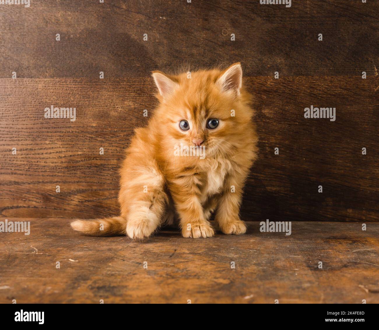 A long haired-red tabby kitten stretching his back leg isolated on ...