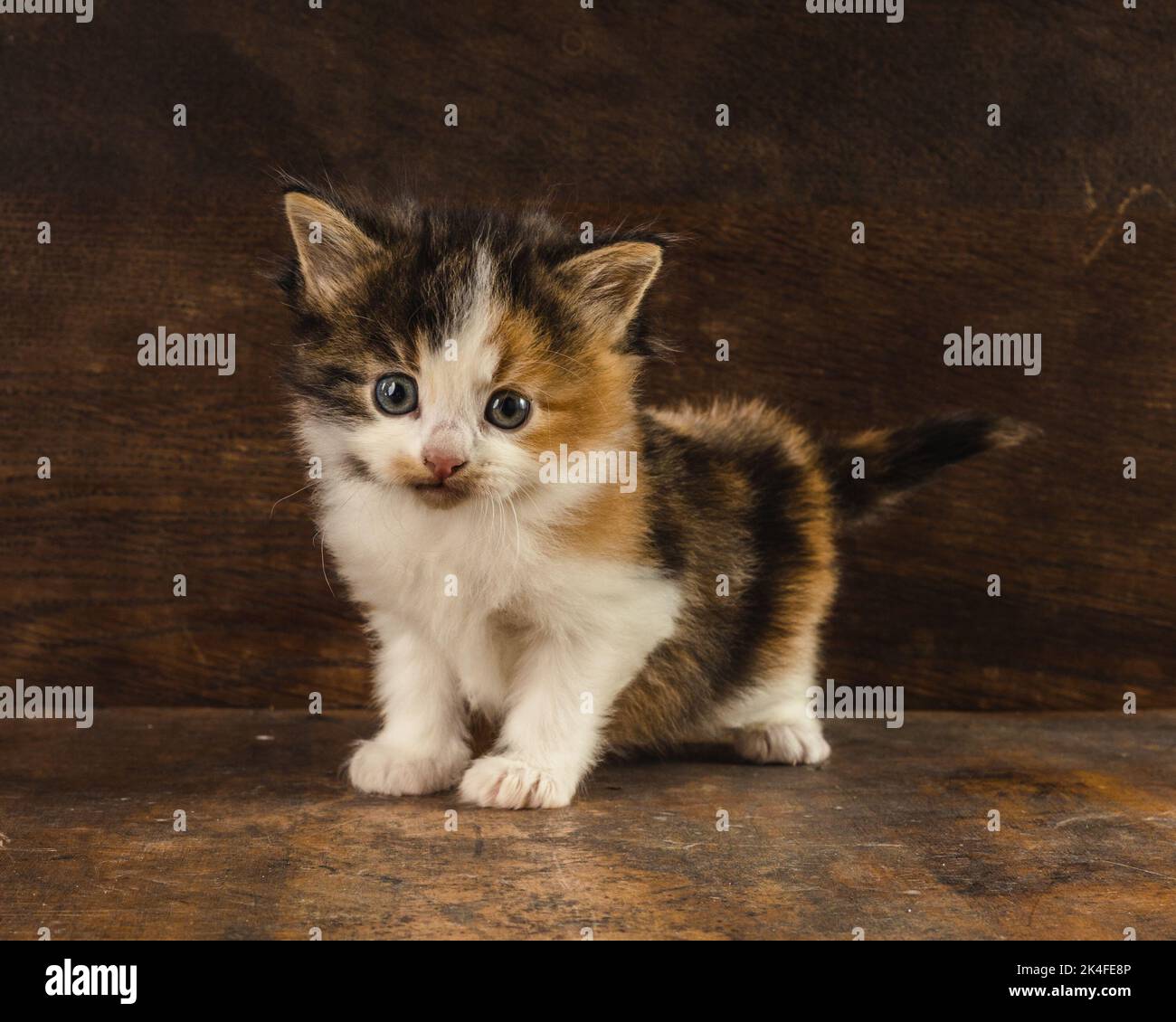 A beautiful portrait of a standing cute calico kitten isolated on a ...