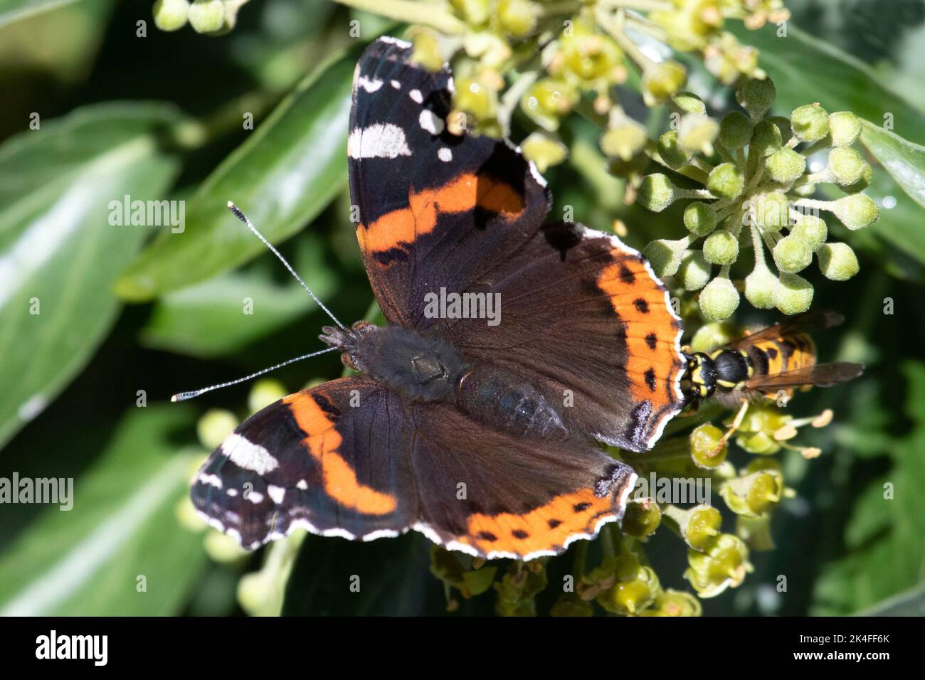 Red Admiral Butterfly and wasp share a plant at Wicken Fen in ...