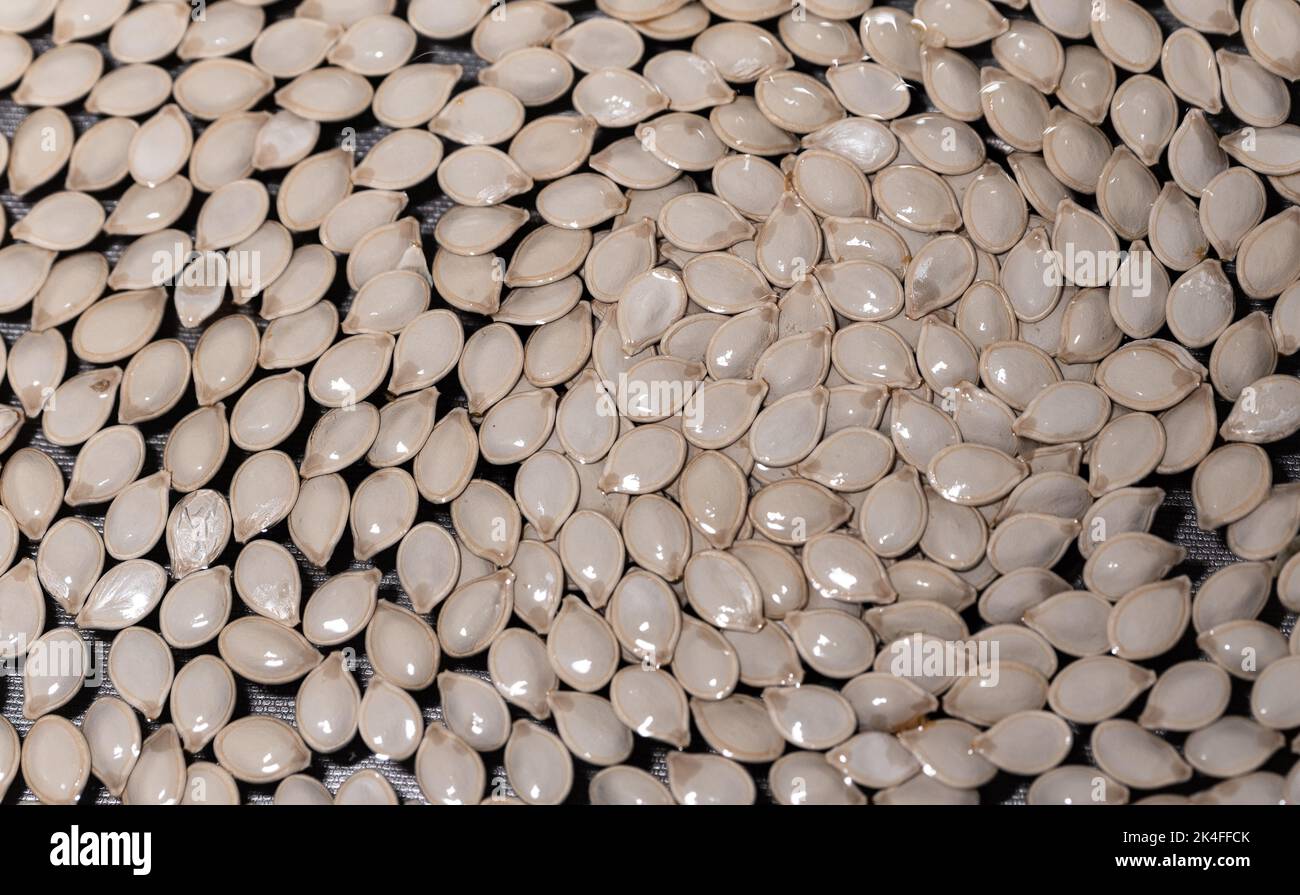 Pumpkin seeds creating a natural, spiral structure. Pure pumpkin seeds ...