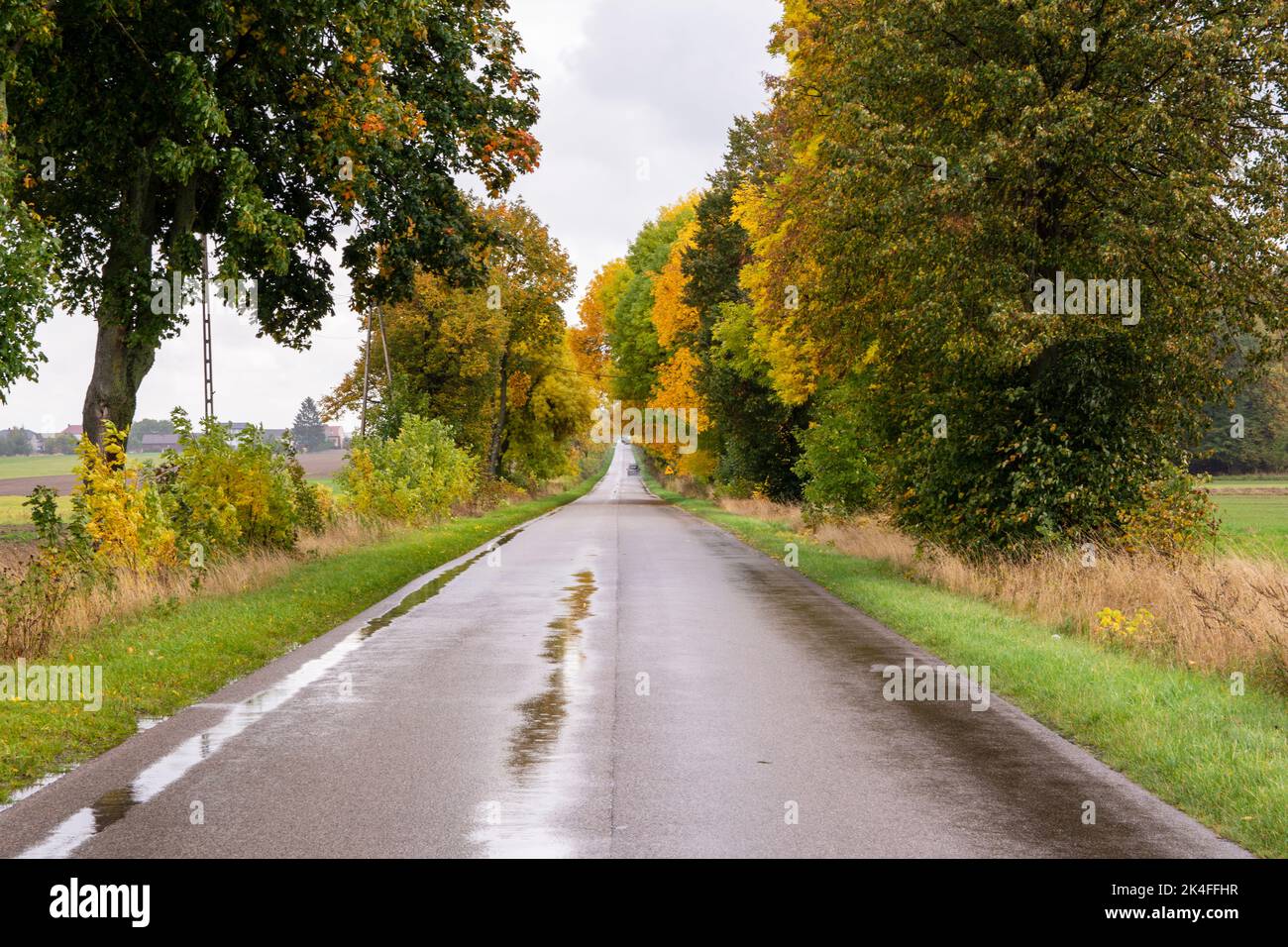Road among trees on a wet autumn day in the sunshine after rainfall ...