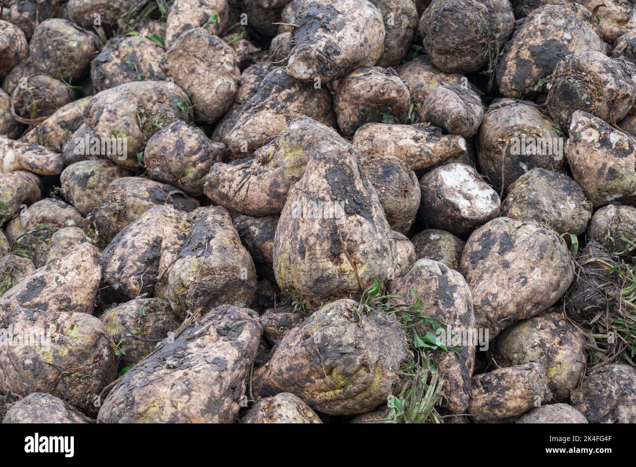 Freshly harvested sugar beets in a big pile Stock Photo - Alamy